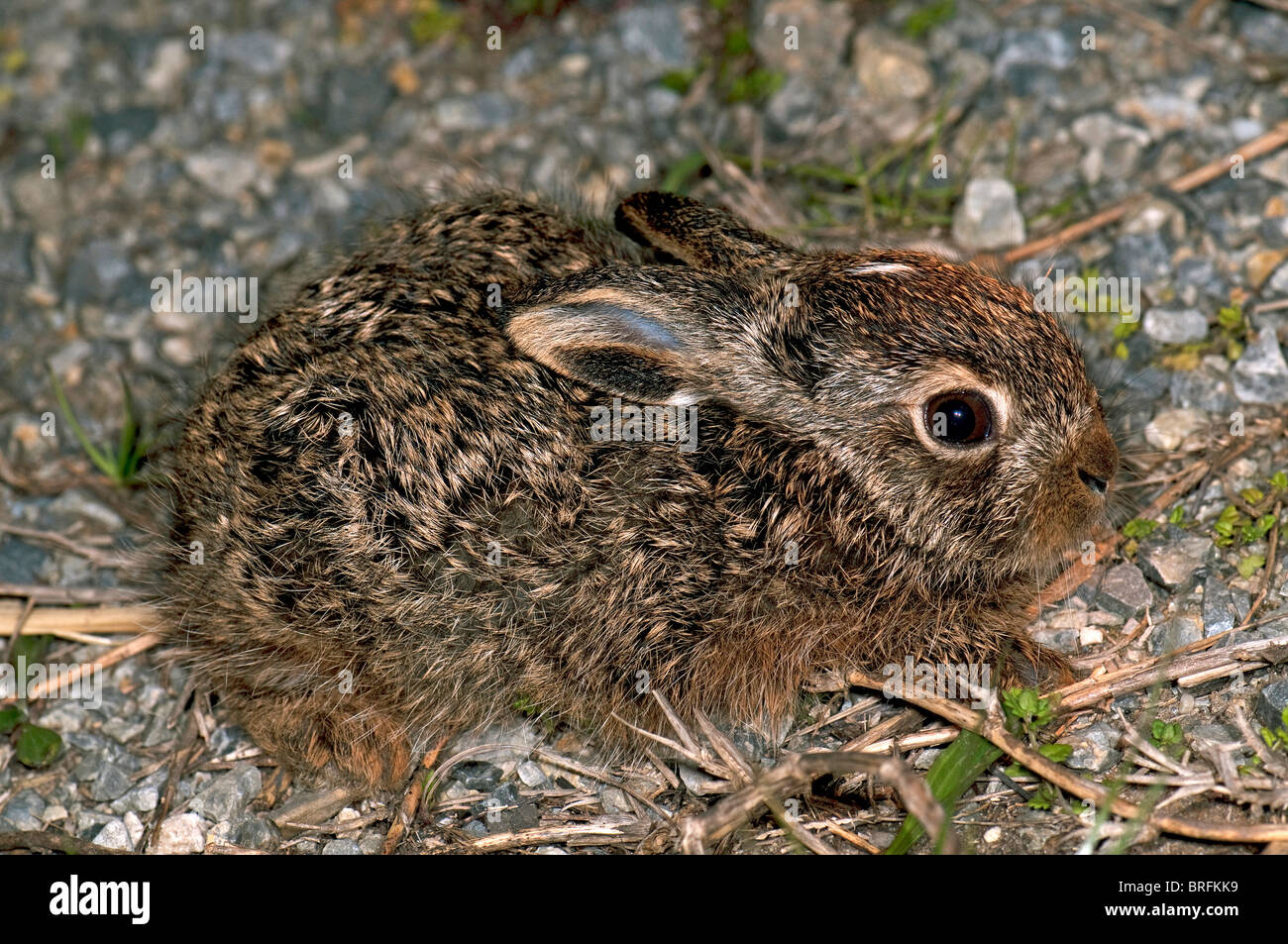 European Brown Hare (Lepus europaeus), leveret Stock Photo - Alamy