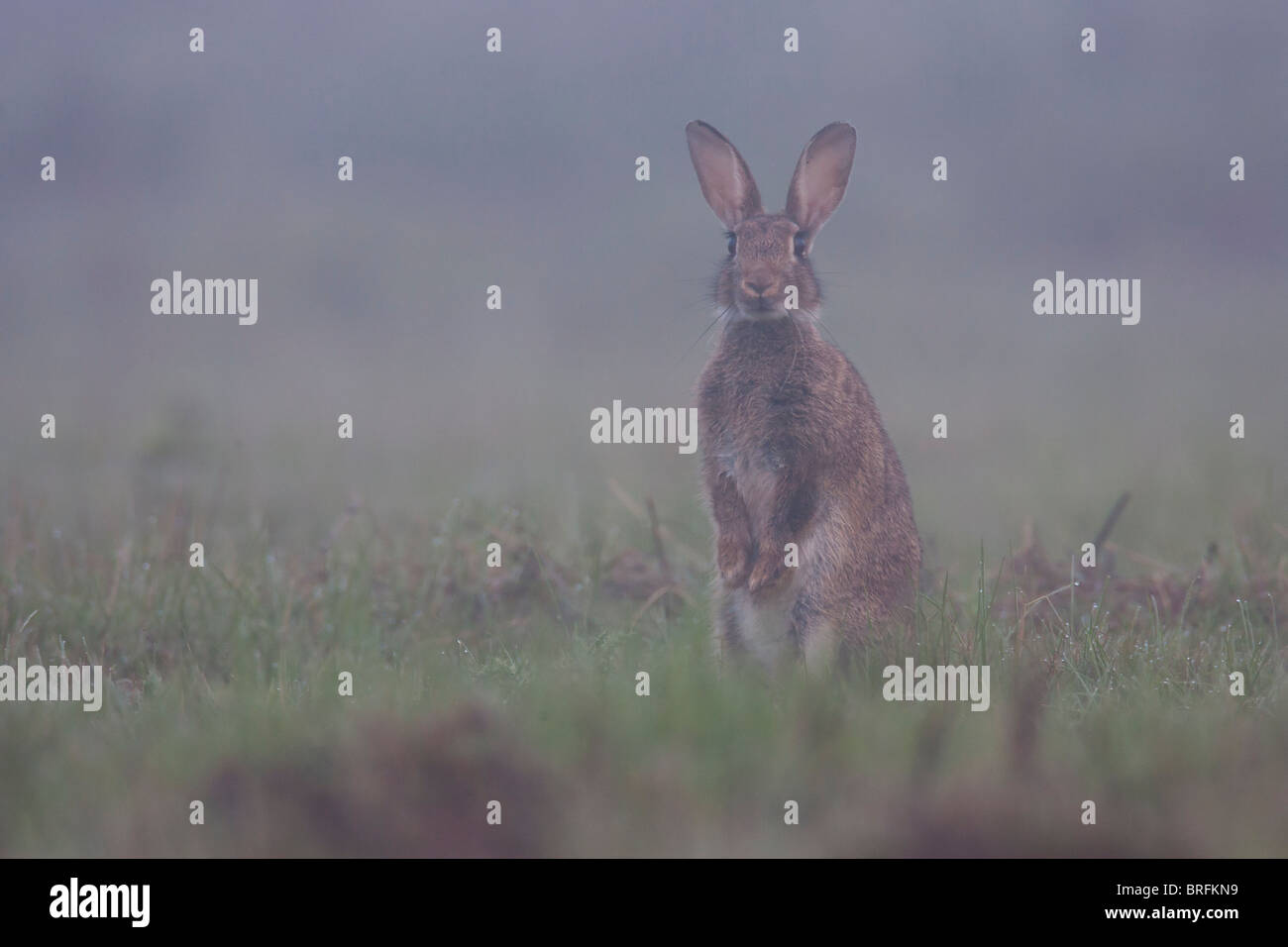 Rabbit. Oryctolagus cuniculus (Lagomorpha) on a Misty Morning Stock ...