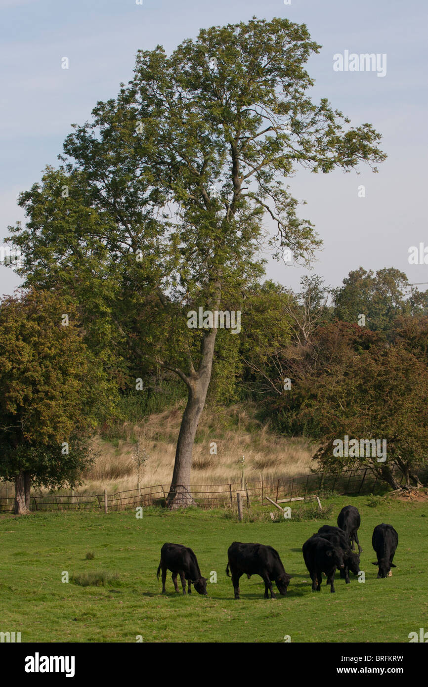 Black Steer Farm Animals in Field Livestock Stock Photo - Alamy