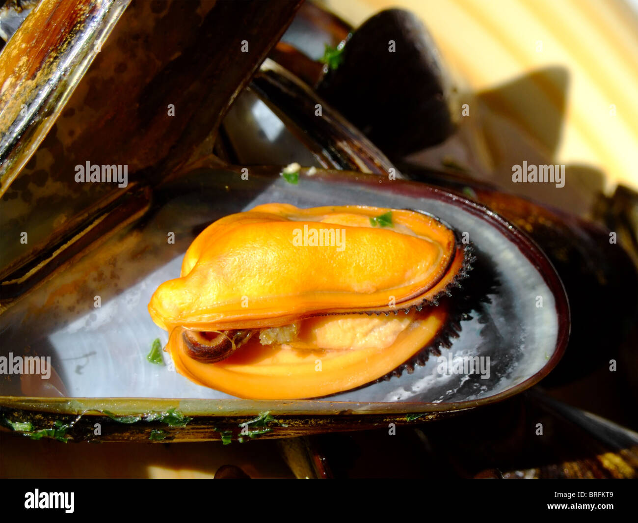 Close-up of cooked mussels Stock Photo - Alamy