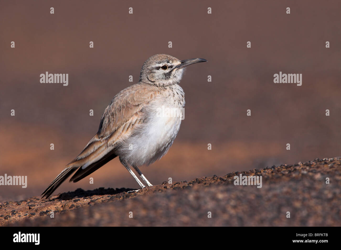 Animal biotope day horizontal hoopoe lark hi-res stock photography and ...