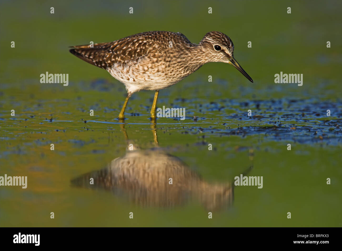 Wood sandpiper wading hi-res stock photography and images - Alamy