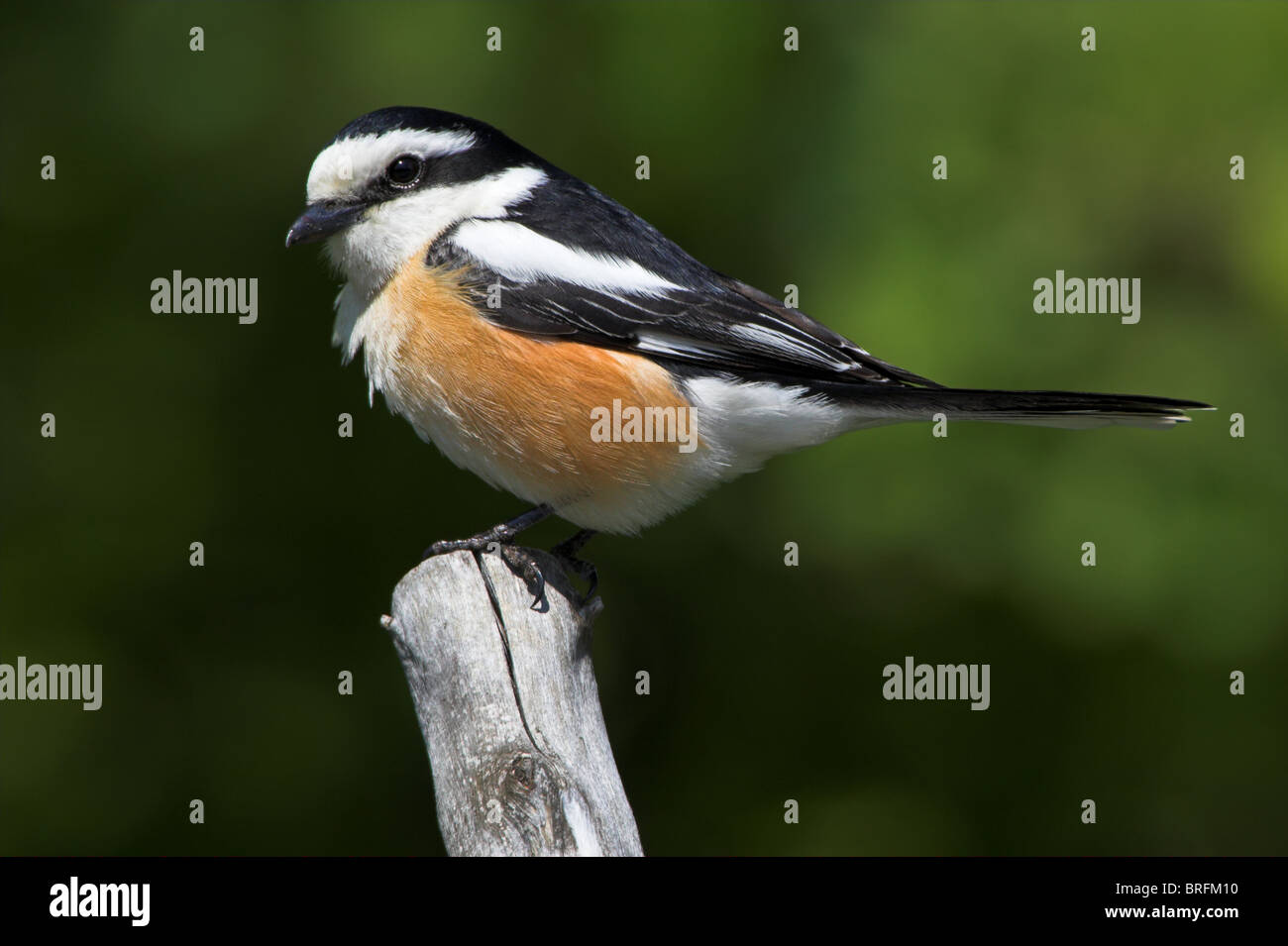 Masked Shrike Lanius nubicus Stock Photo - Alamy