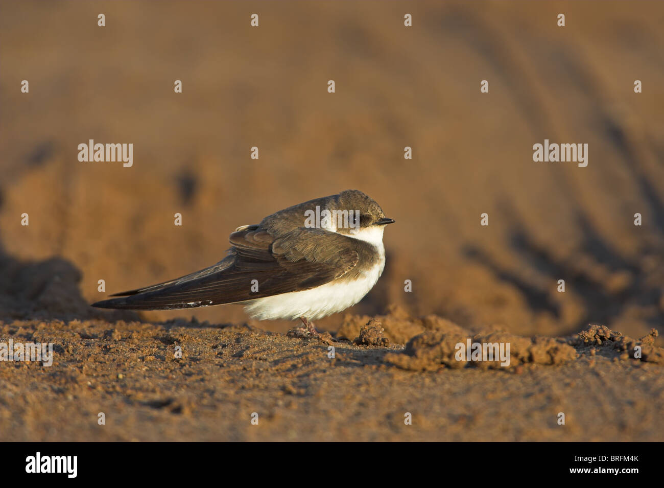 Sand Martin Riparia riparia Stock Photo - Alamy