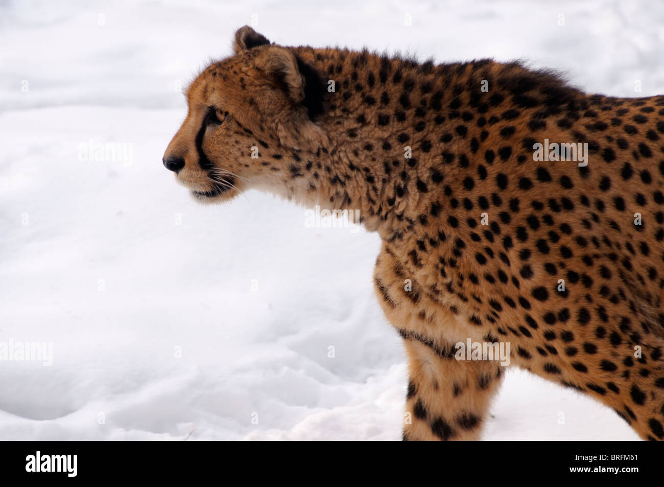 Cheetah in Snow Stock Photo - Alamy