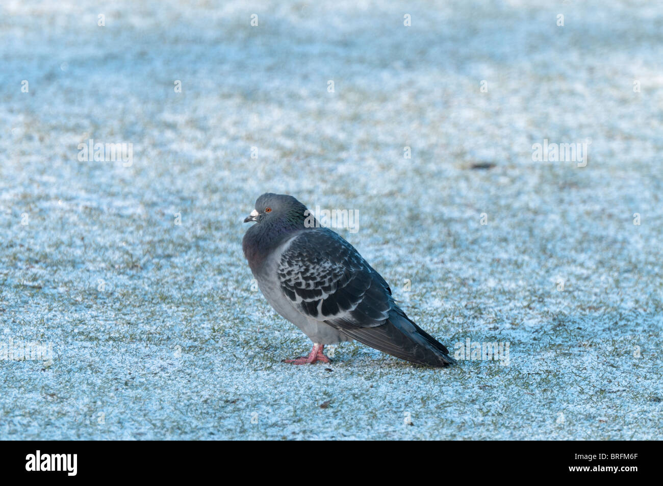 Lone pigeon hi-res stock photography and images - Alamy
