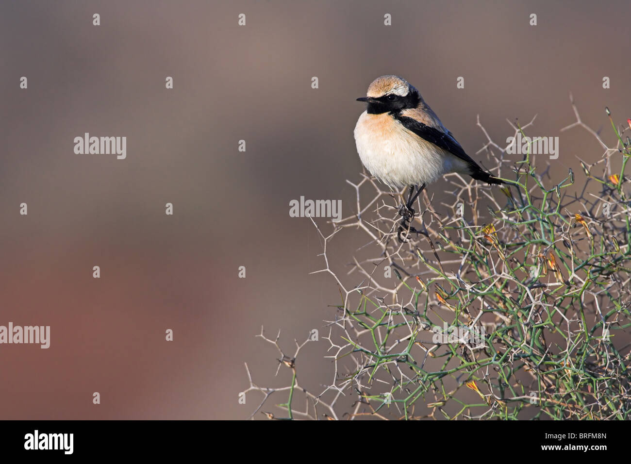 Desert Wheatear Oenanthe deserti Stock Photo - Alamy