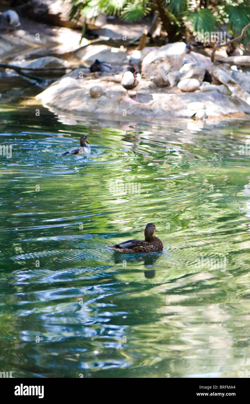 Wood Duck Drake Aix sponsa Stock Photo - Alamy