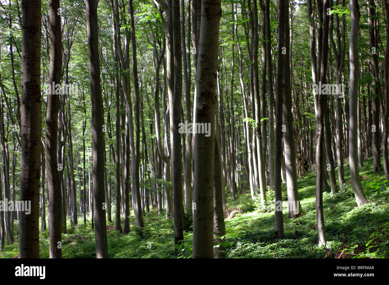 Fiber forest hi-res stock photography and images - Alamy