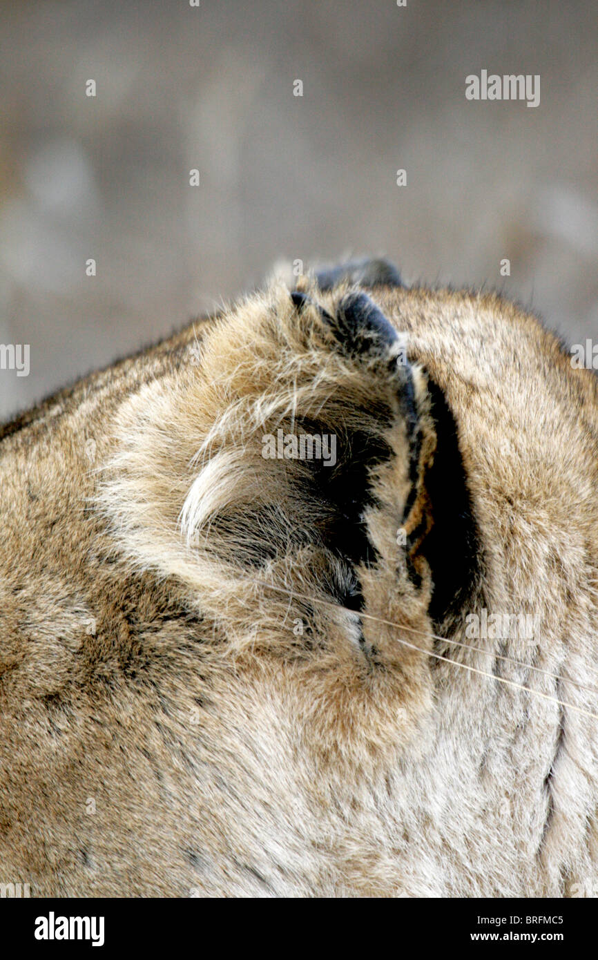 Lion ear - close-up (wild Stock Photo - Alamy