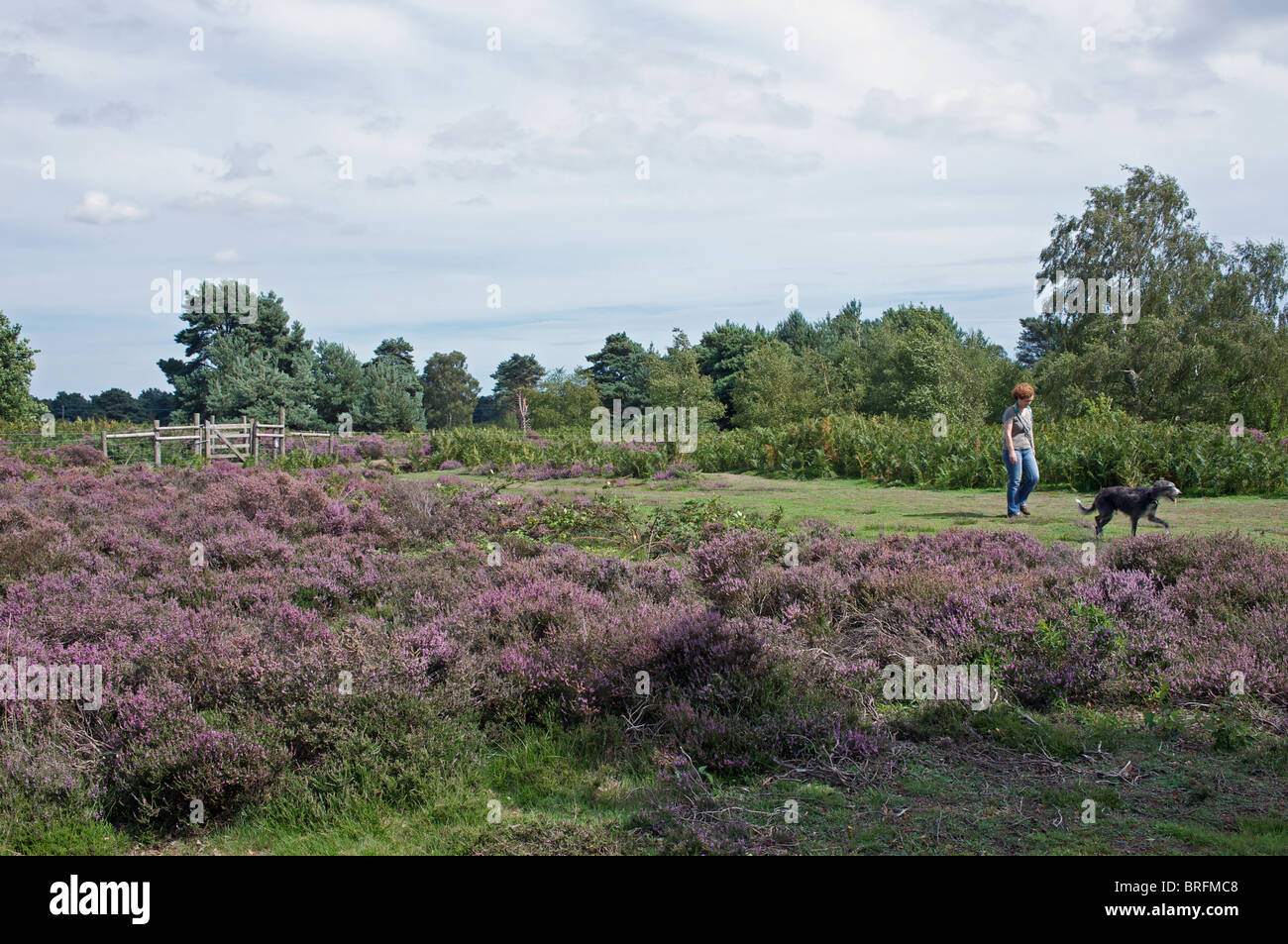 Sutton Heath, Suffolk, England Stock Photo - Alamy