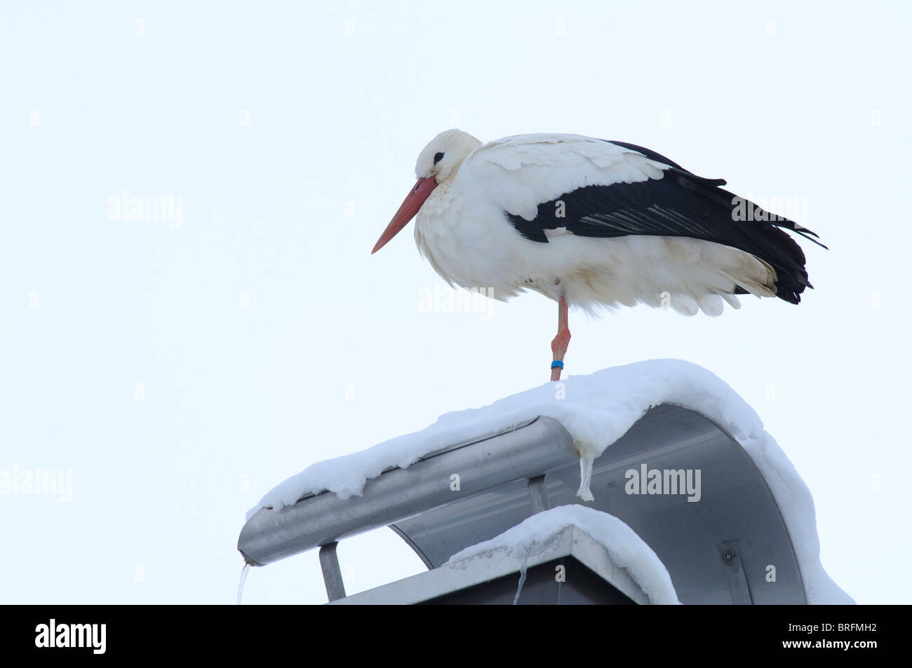 White stork winter hi-res stock photography and images - Alamy