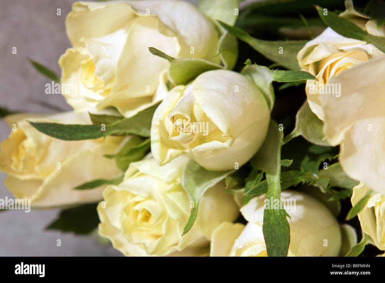Close-up of a bunch of white roses Stock Photo - Alamy