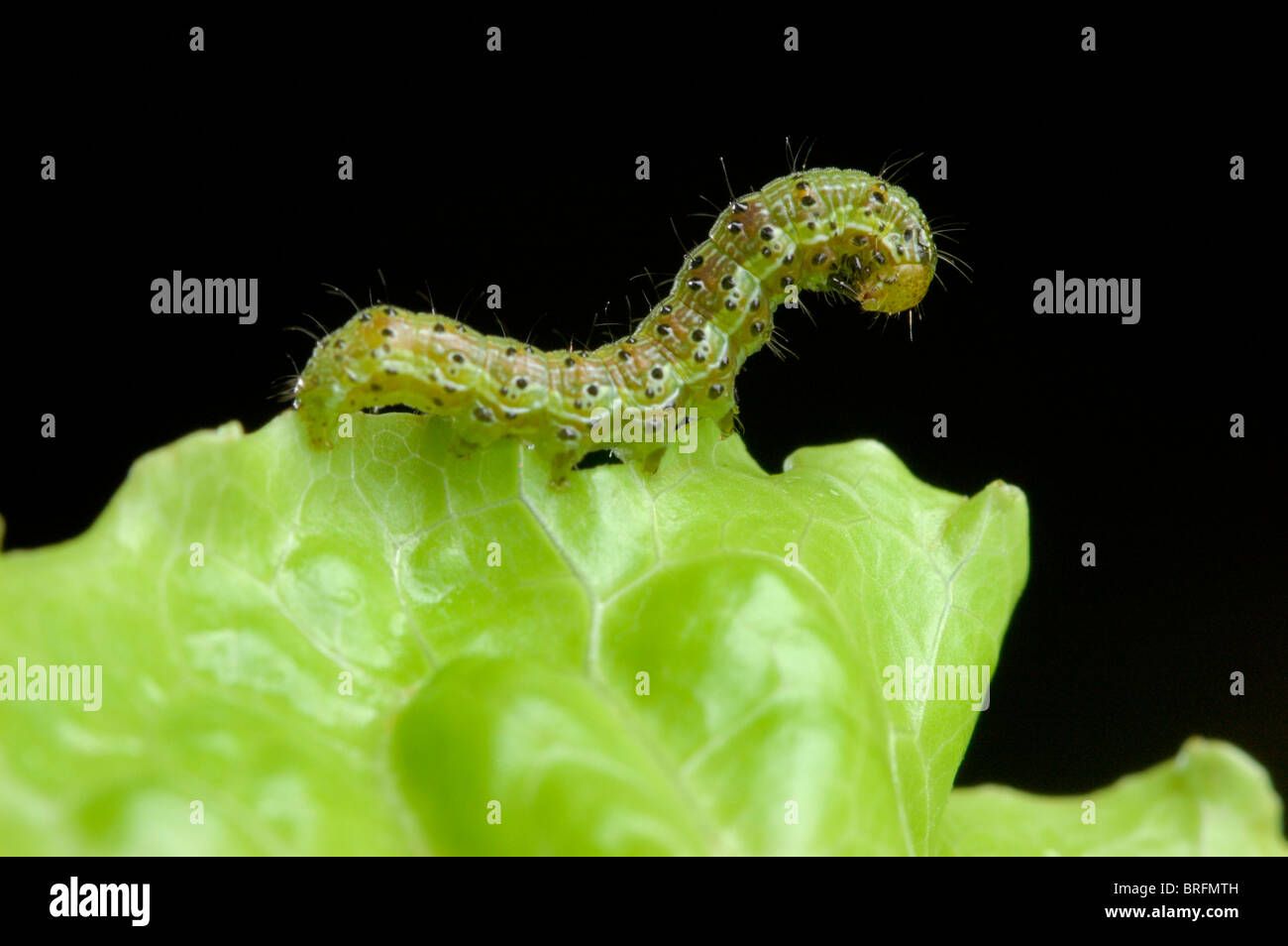 Cabbage Moth larva (Mamestra brassicae) on lettuce leaf - posing Stock ...