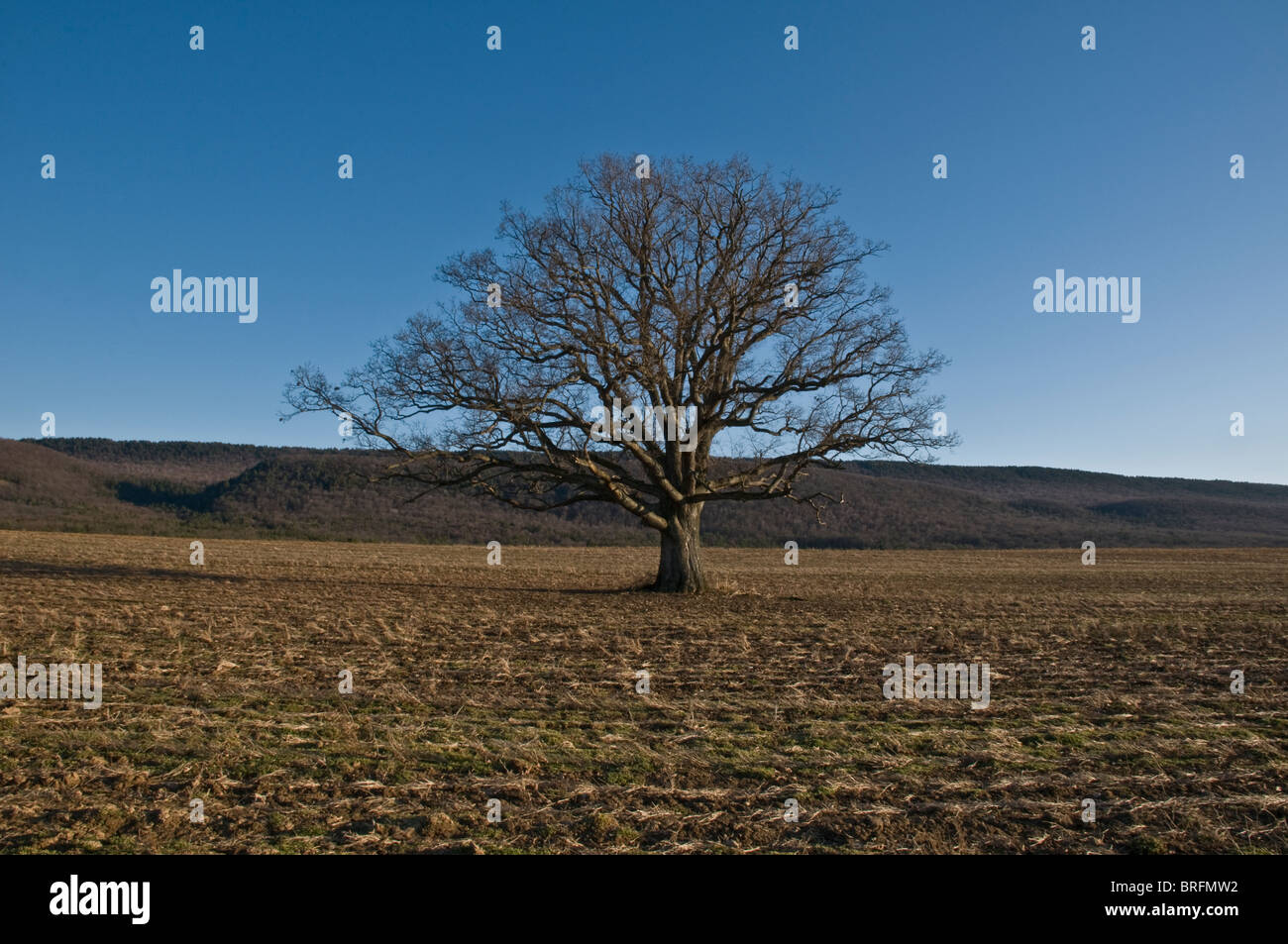 A Large Oak Tree in Central, PA taken by Matt Ware Stock Photo - Alamy