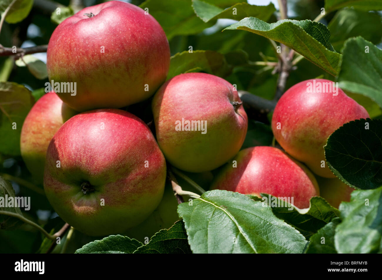 Tydemans early worcester hi-res stock photography and images - Alamy