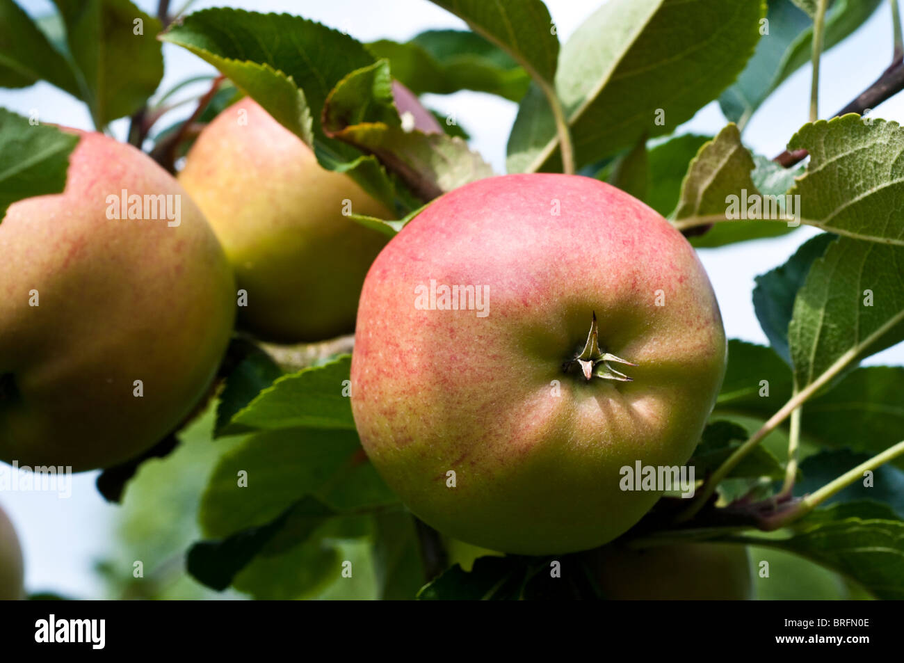 Gala apple tree hi-res stock photography and images - Alamy