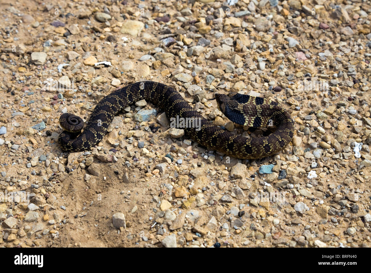 Bullsnake hi-res stock photography and images - Alamy