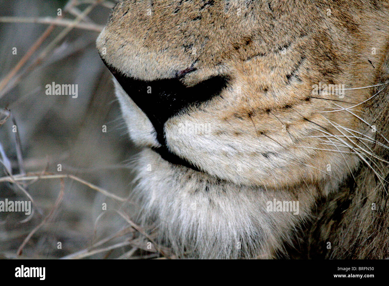 Close-up of lions nose and mouth Stock Photo - Alamy