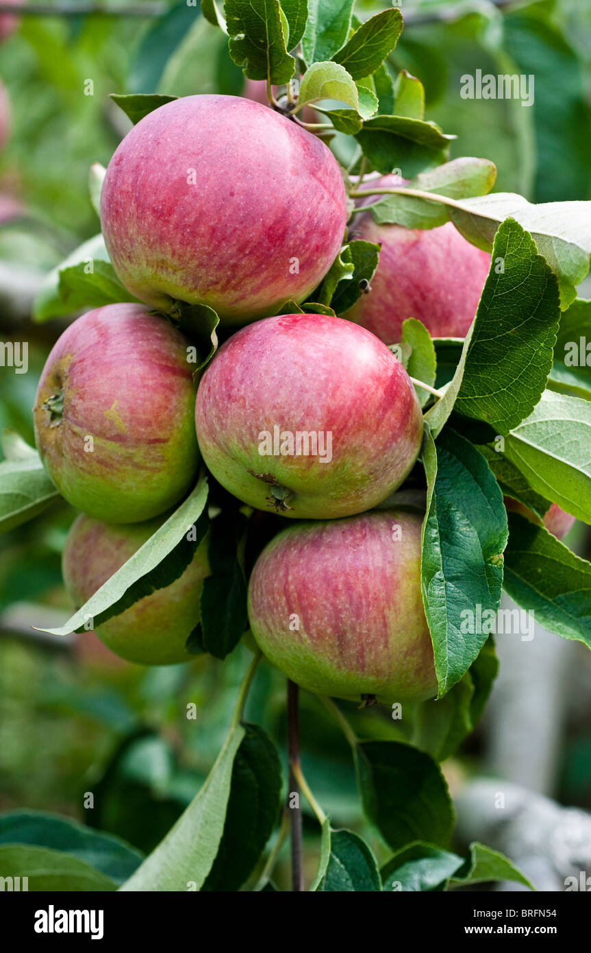 Apple TYDEMAN'S EARLY WORCESTER Stock Photo - Alamy