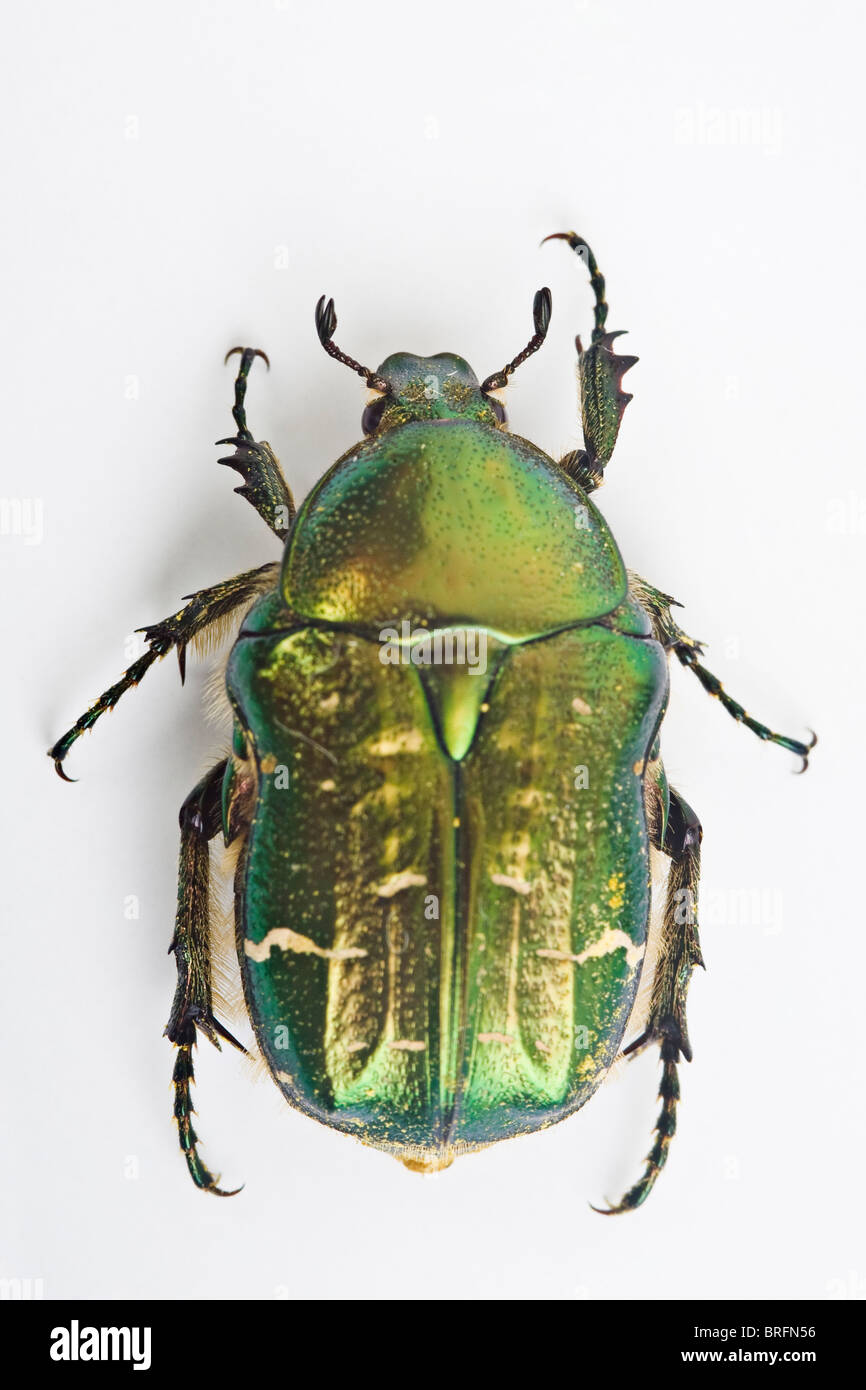 Rose chafer beetles hi-res stock photography and images - Alamy