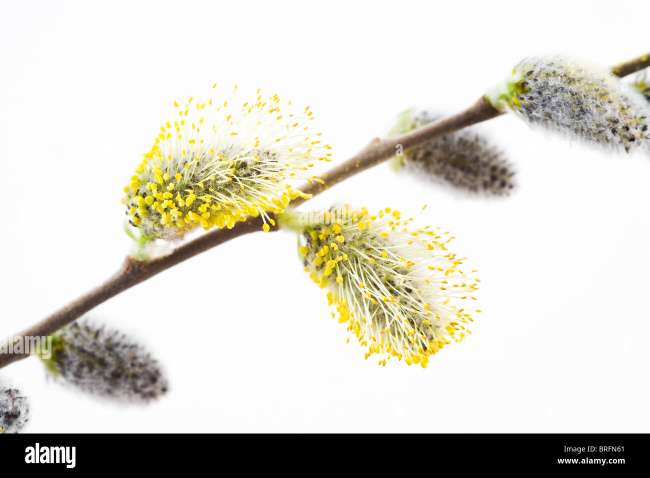 Willow blossom hi-res stock photography and images - Alamy