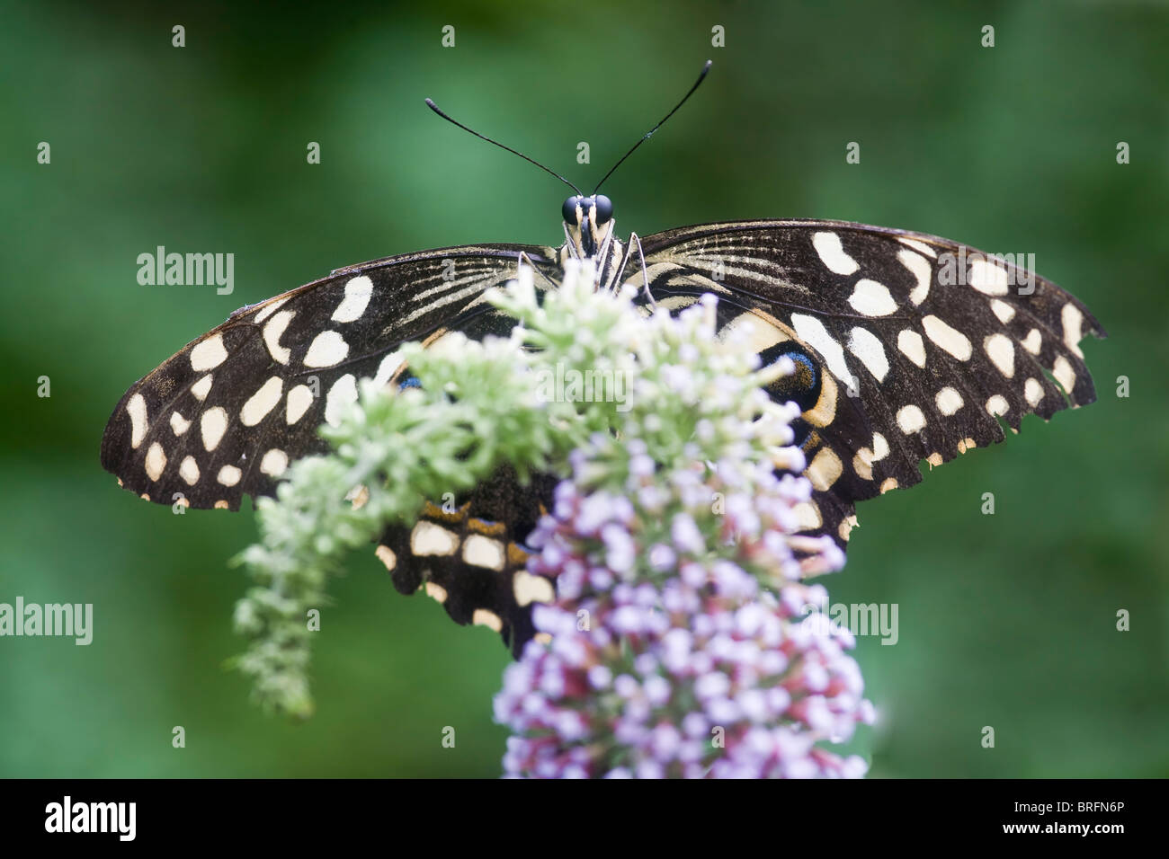 African Citrus butterfly, Orange Dog, Christmas Butterfly (Papilio ...