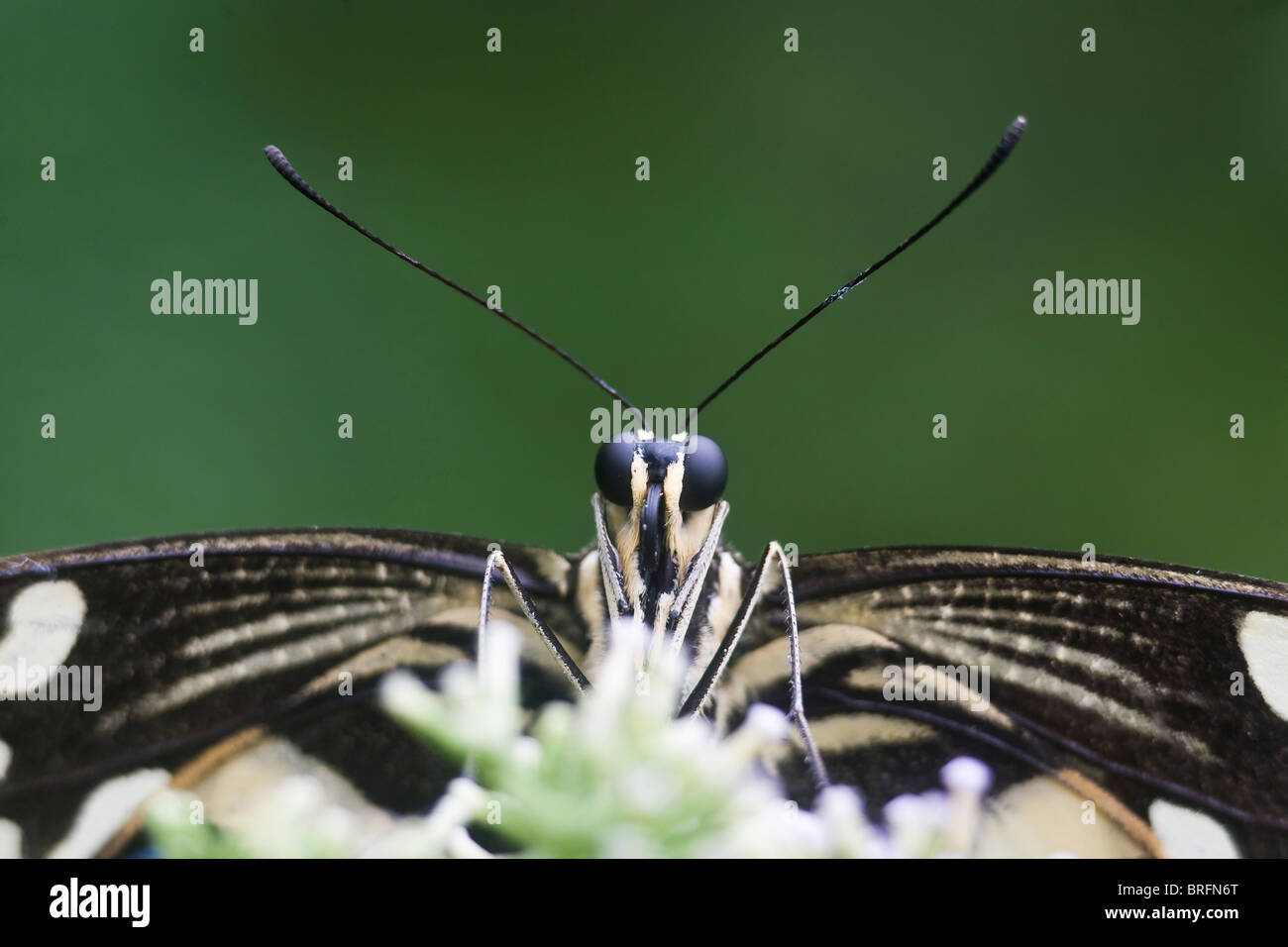 African Citrus butterfly, Orange Dog, Christmas Butterfly (Papilio ...