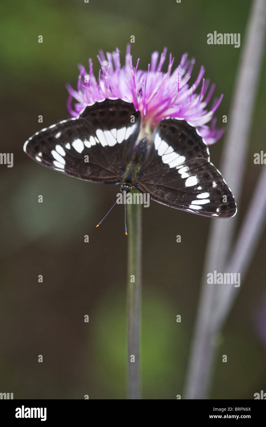 white admiral butterfly (Limenitis camilla Stock Photo - Alamy