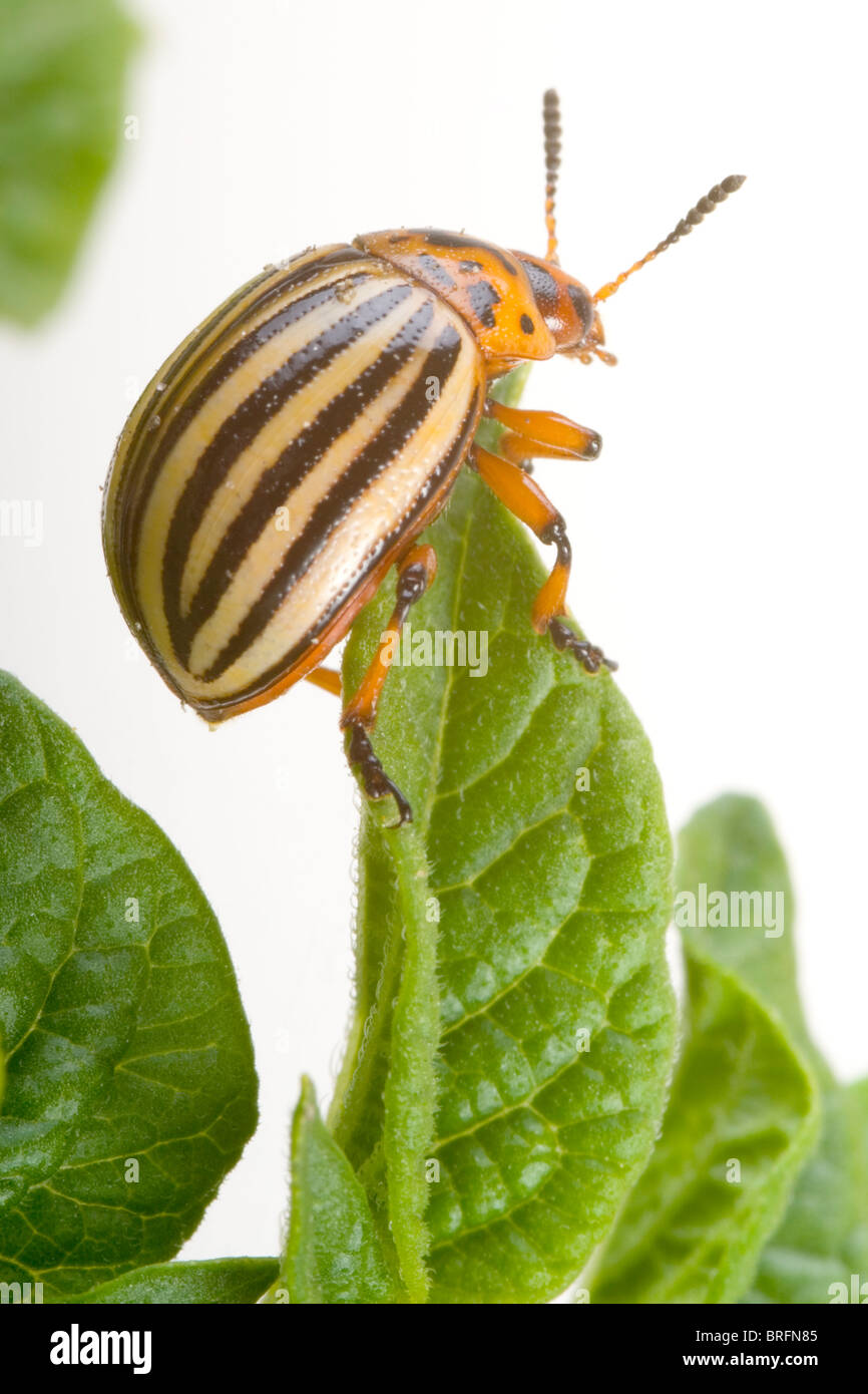 potato beetle (Leptinotarsa decemlineata Stock Photo - Alamy