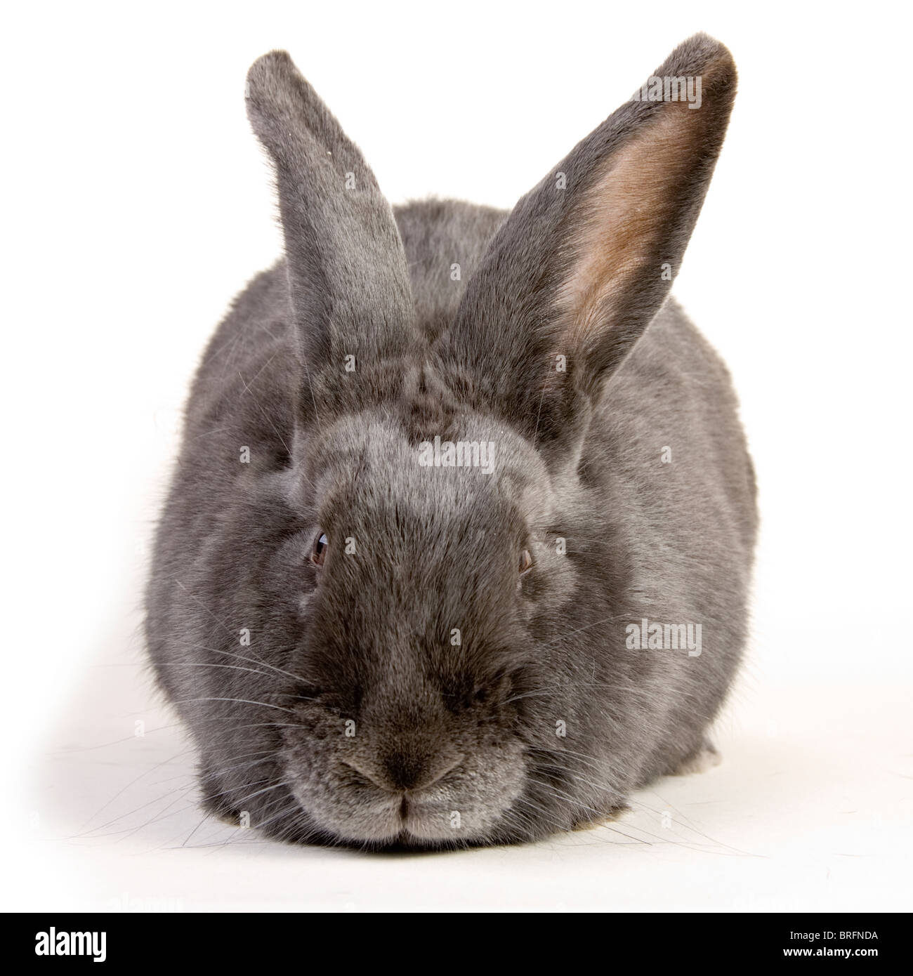 Hare animal hi-res stock photography and images - Alamy