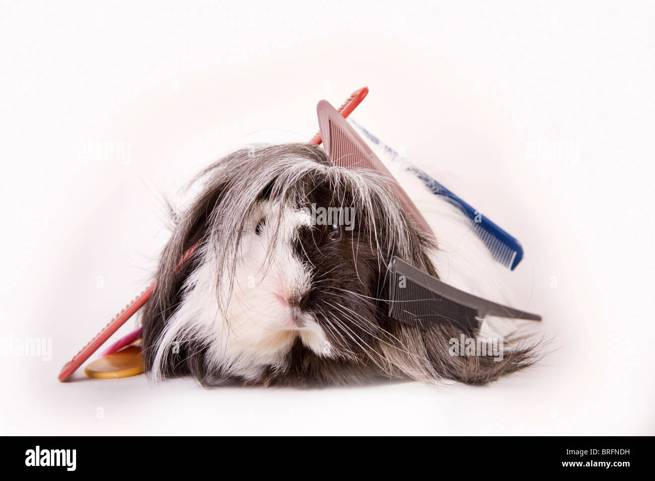 Guinea pig comb hi-res stock photography and images - Alamy