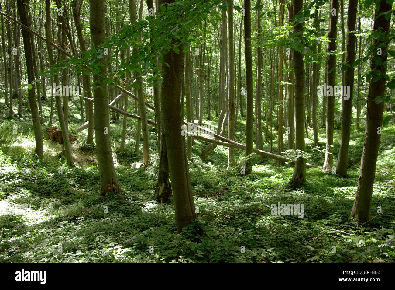 Hurst wood hi-res stock photography and images - Alamy