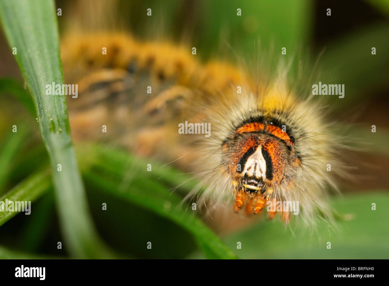 carterbillar from a Philudoria potatoria Stock Photo - Alamy