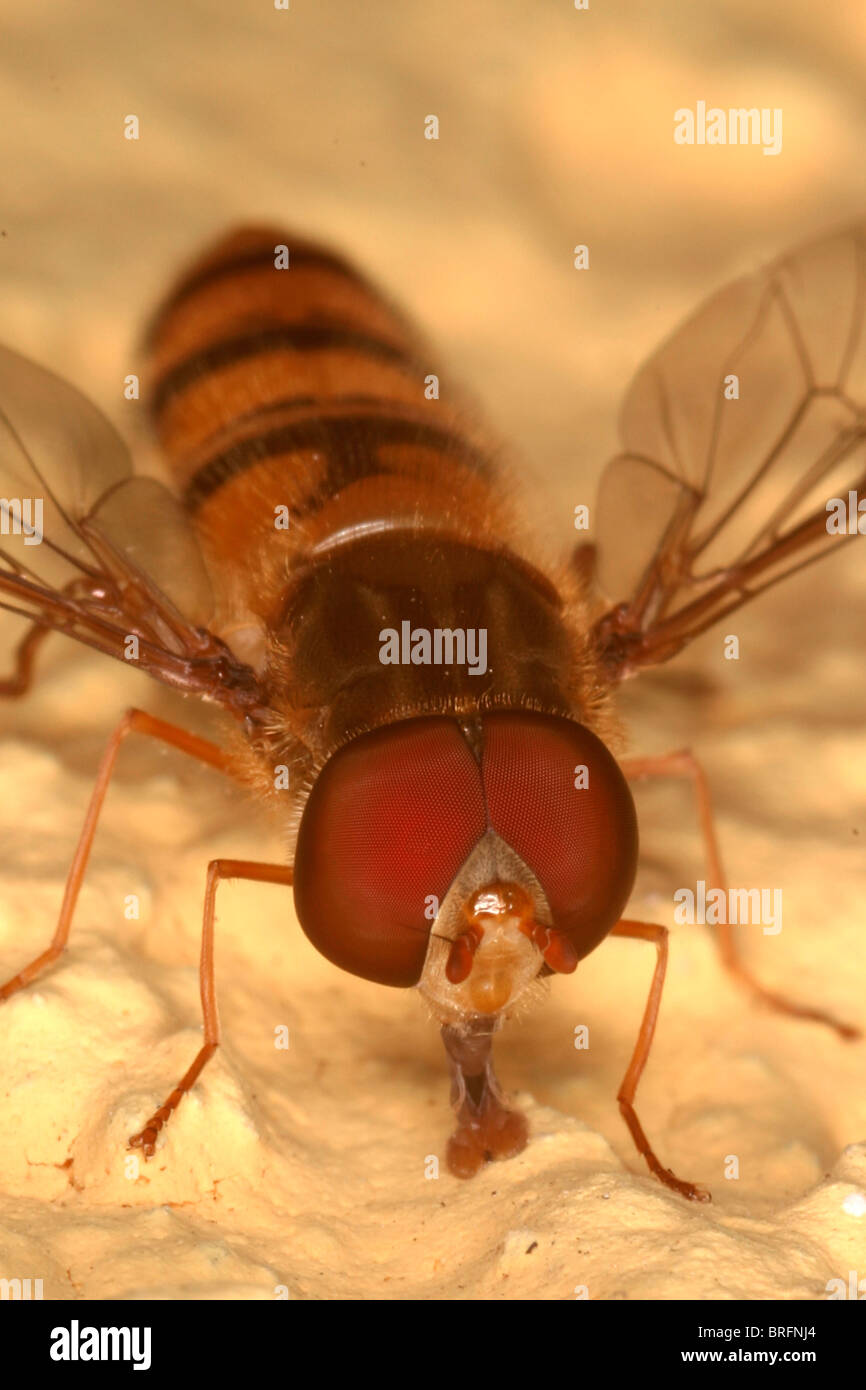 Episyrphus hi-res stock photography and images - Alamy