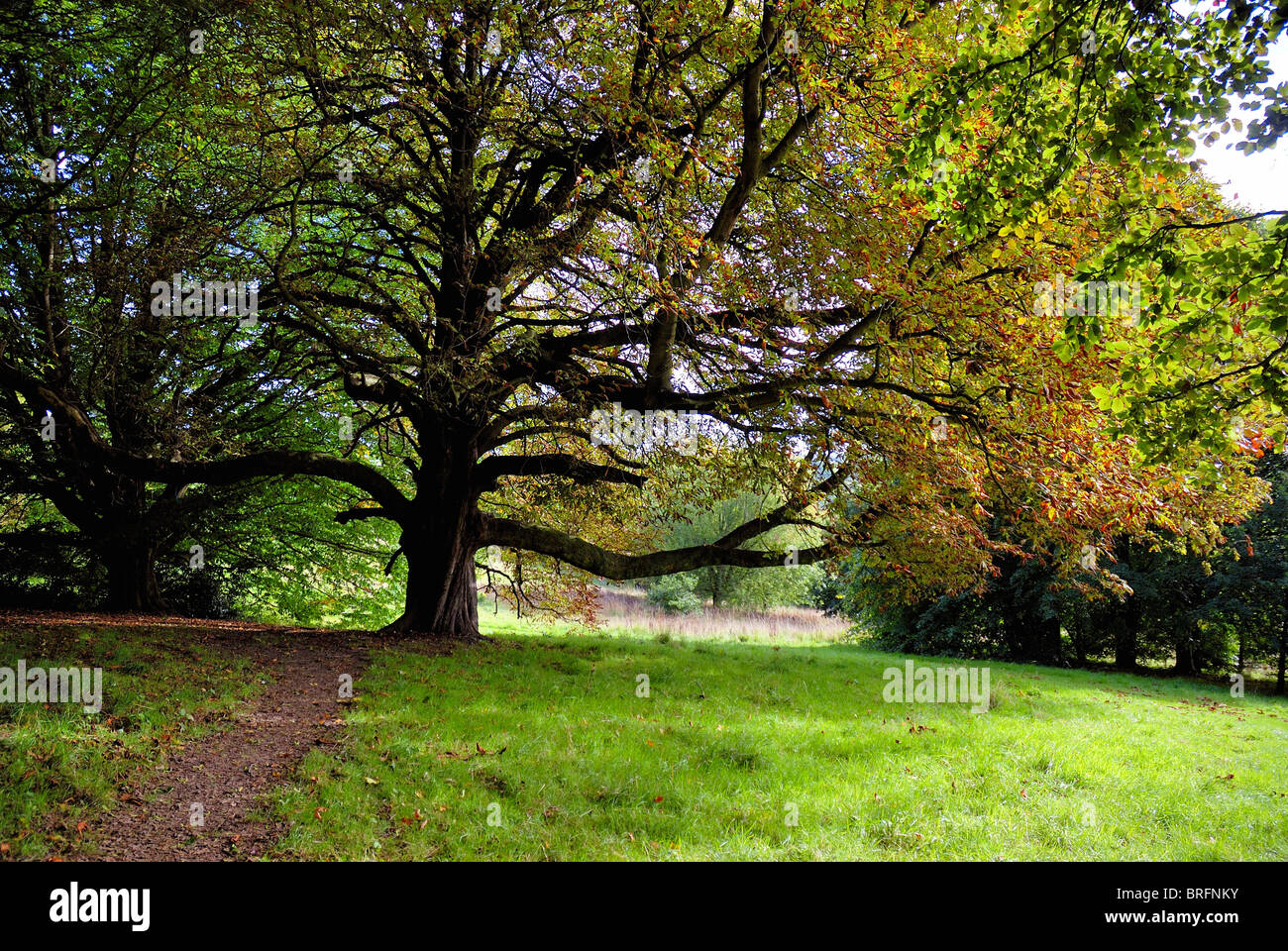shipley country park Derbyshire england uk Stock Photo - Alamy