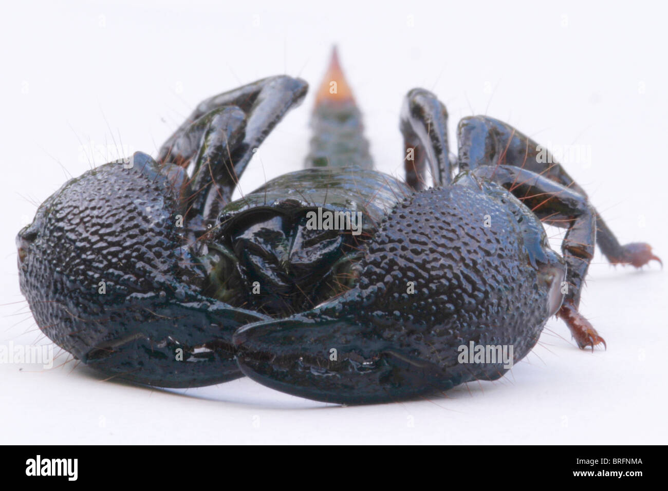 Scorpio Cut Out Stock Images & Pictures - Alamy