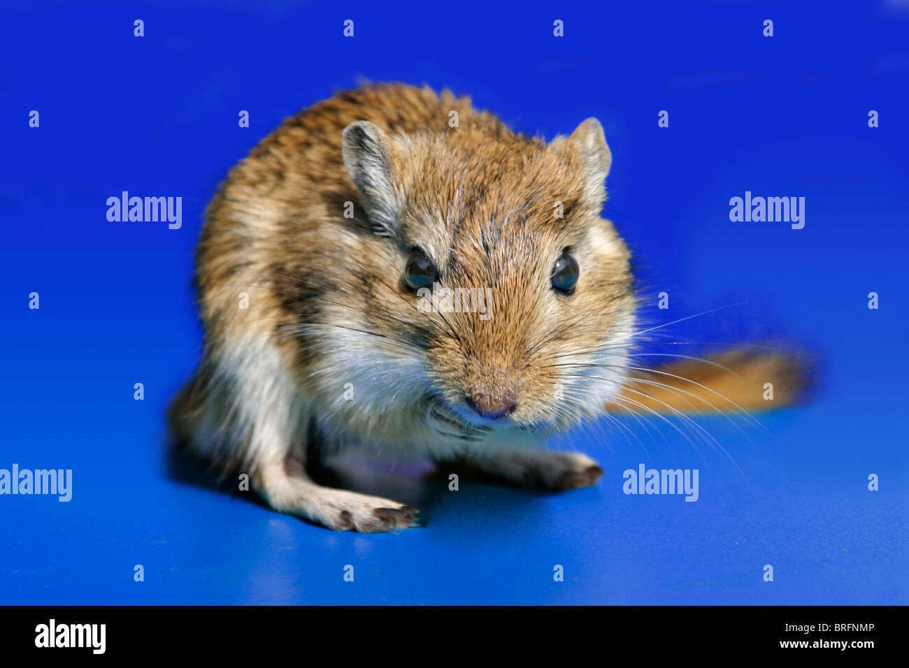 Shawi hi-res stock photography and images - Alamy