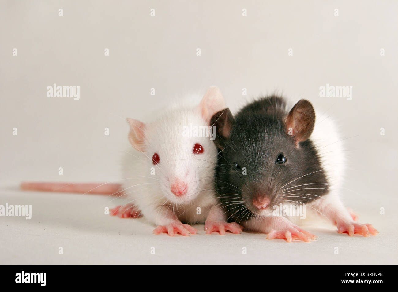 Two rats hi-res stock photography and images - Alamy