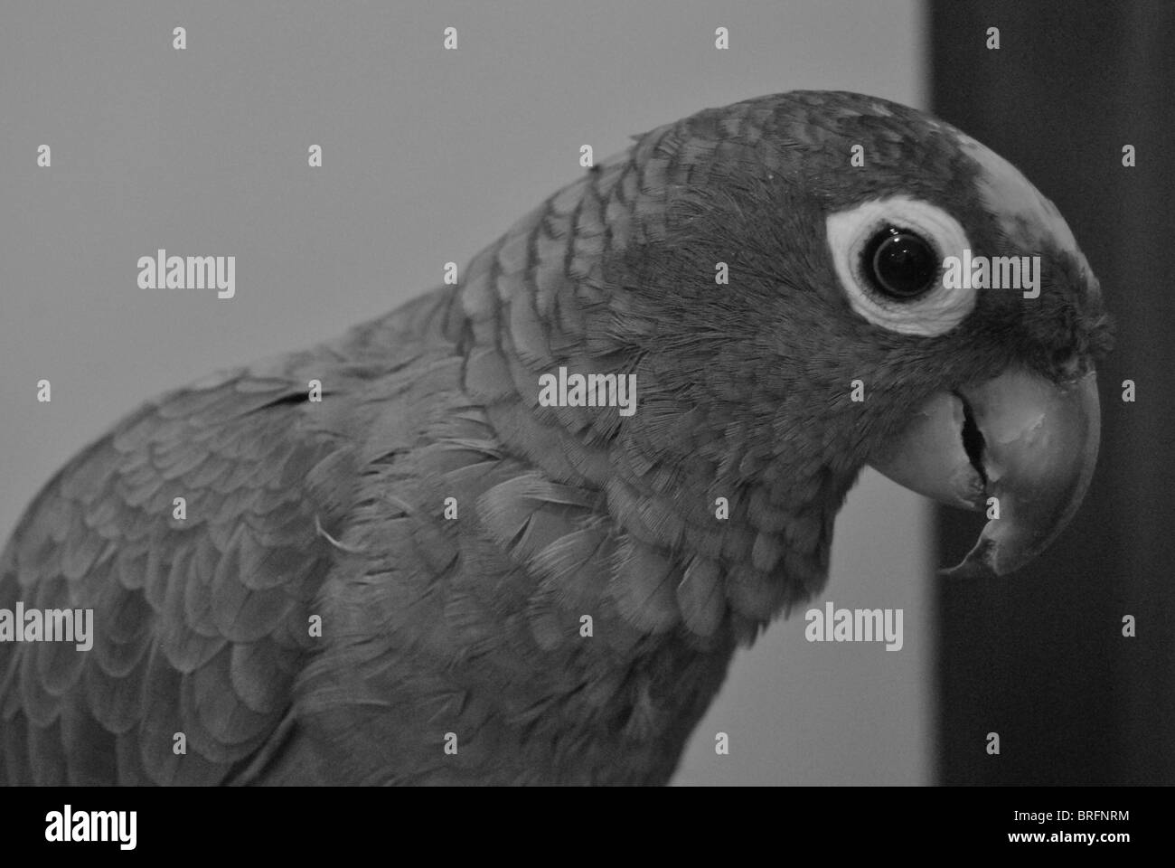 Parrot eyes Black and White Stock Photos & Images - Alamy