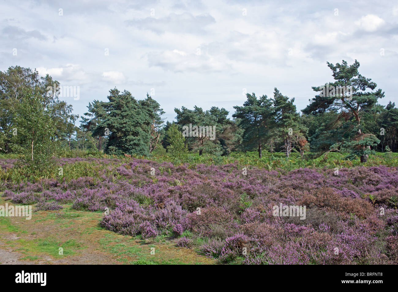 Sutton Heath, Suffolk, England Stock Photo - Alamy