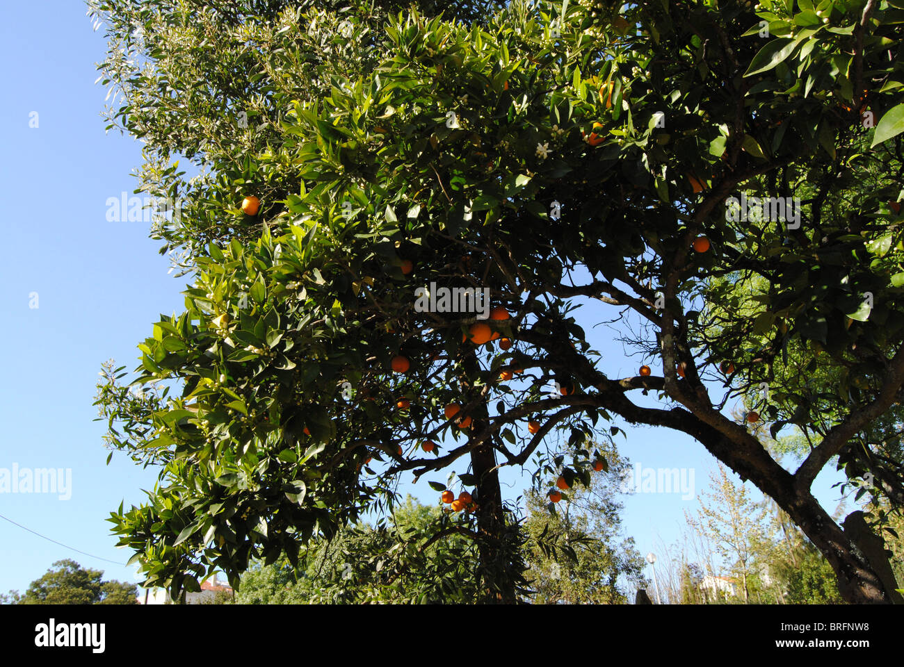 Orange tree in Outeirinho Park, Santarém, Portugal Stock Photo - Alamy