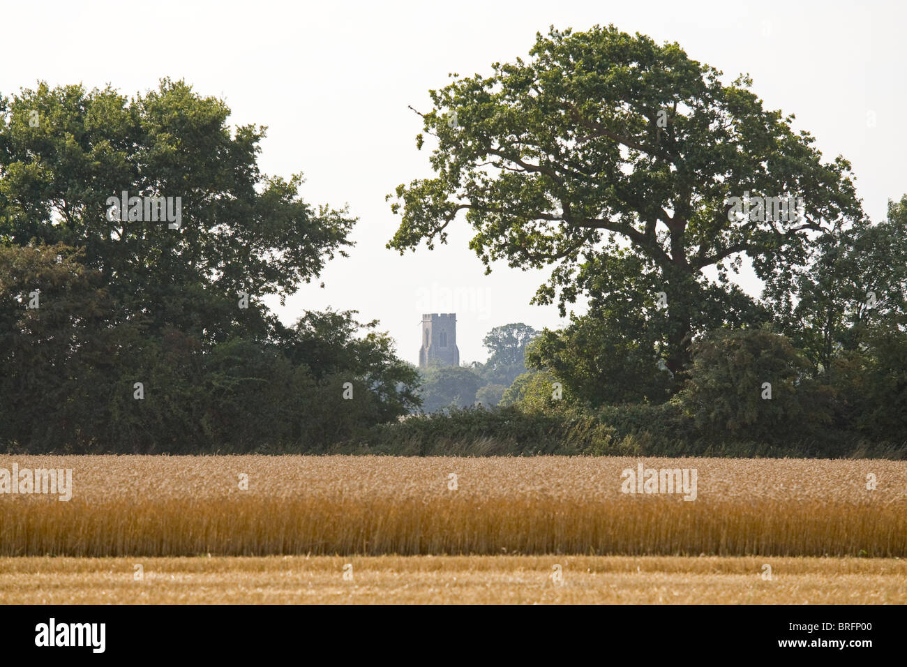 Hickling Church Viewed through Trees at harvest Time Stock Photo - Alamy
