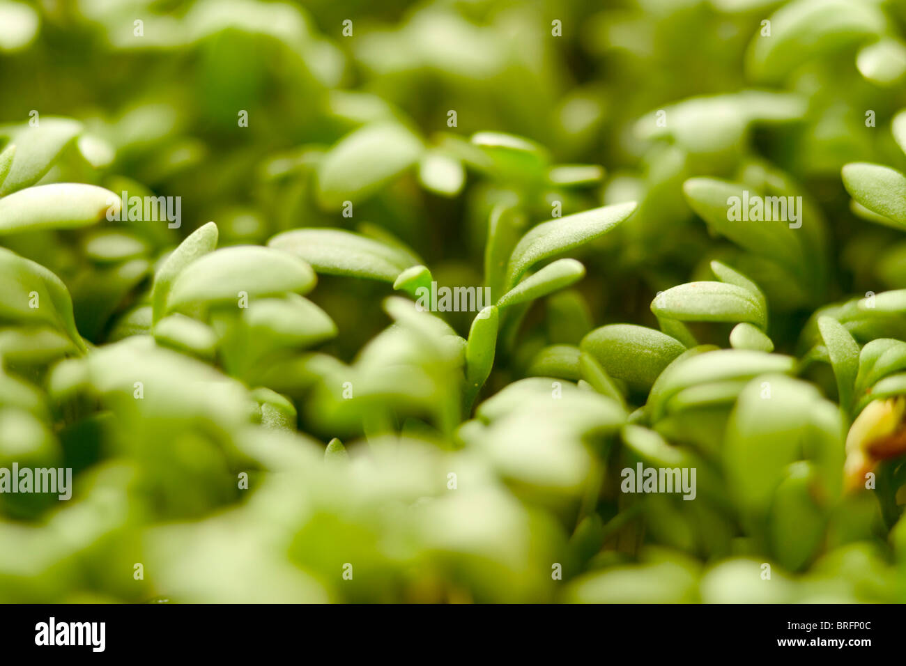 Botanical colours hi-res stock photography and images - Alamy
