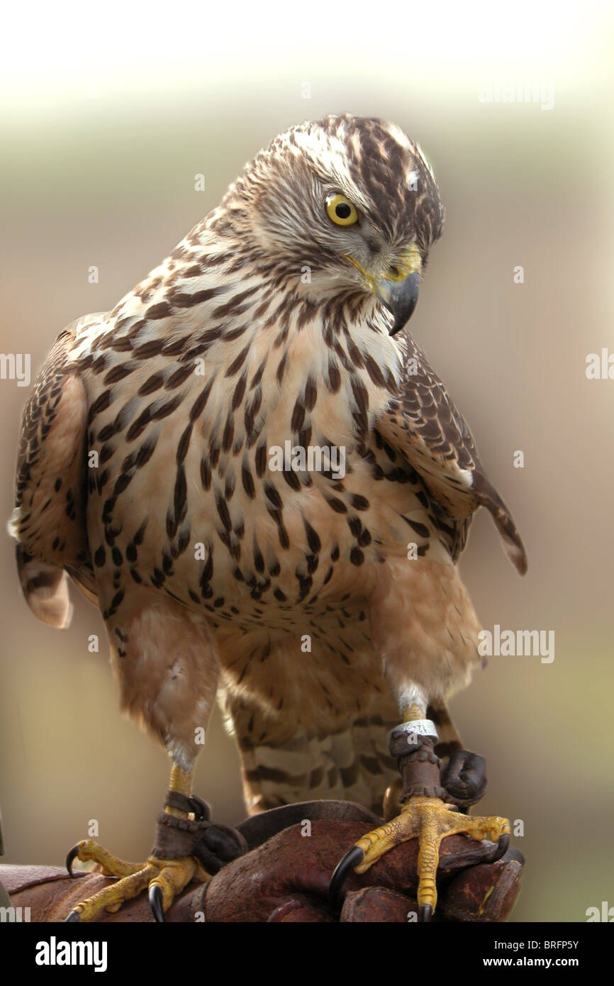 Prey hawk hi-res stock photography and images - Alamy