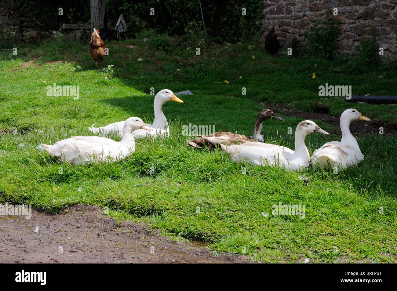 Farmyard duck hi-res stock photography and images - Alamy