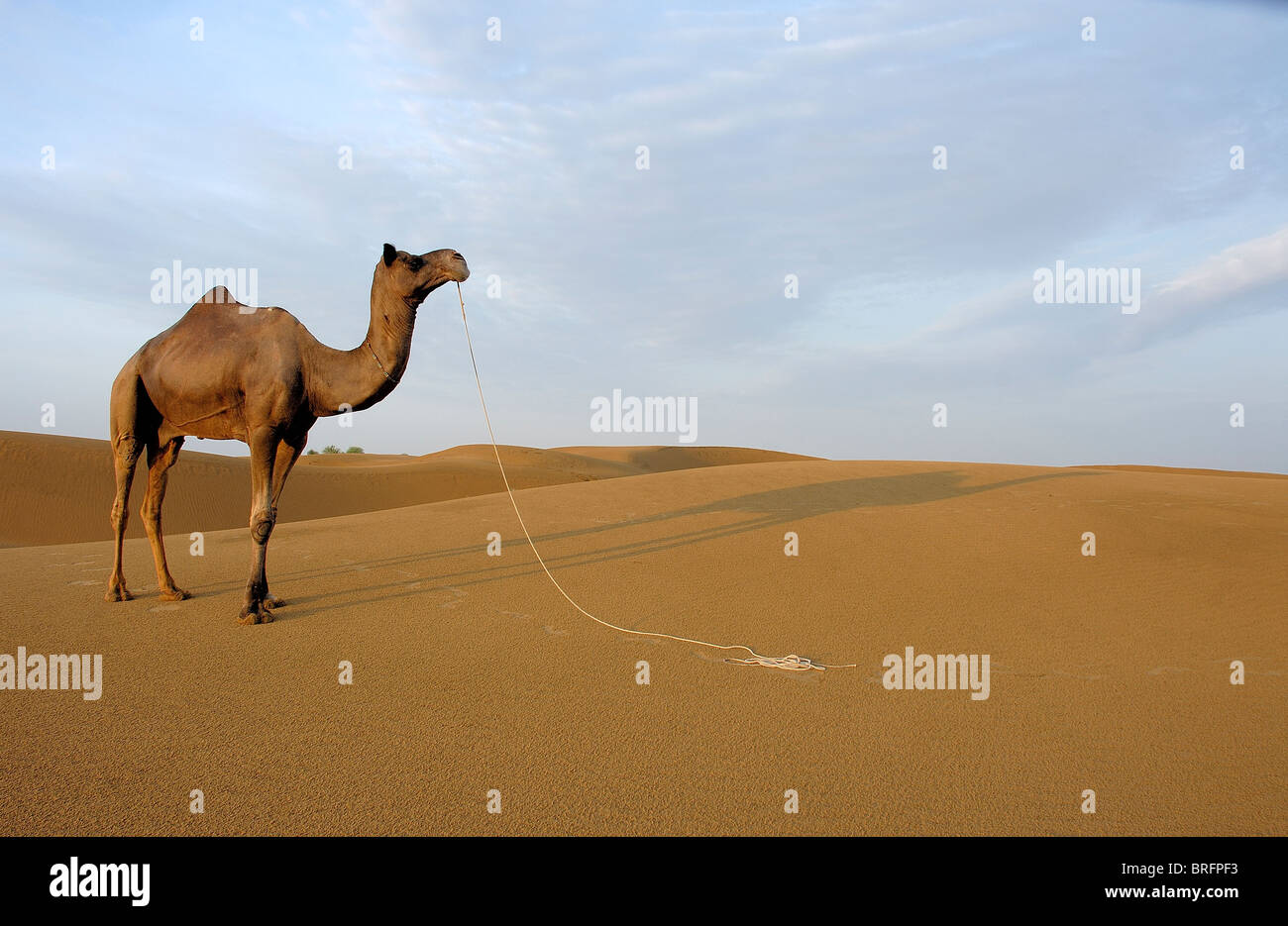Camel in Desert Stock Photo - Alamy