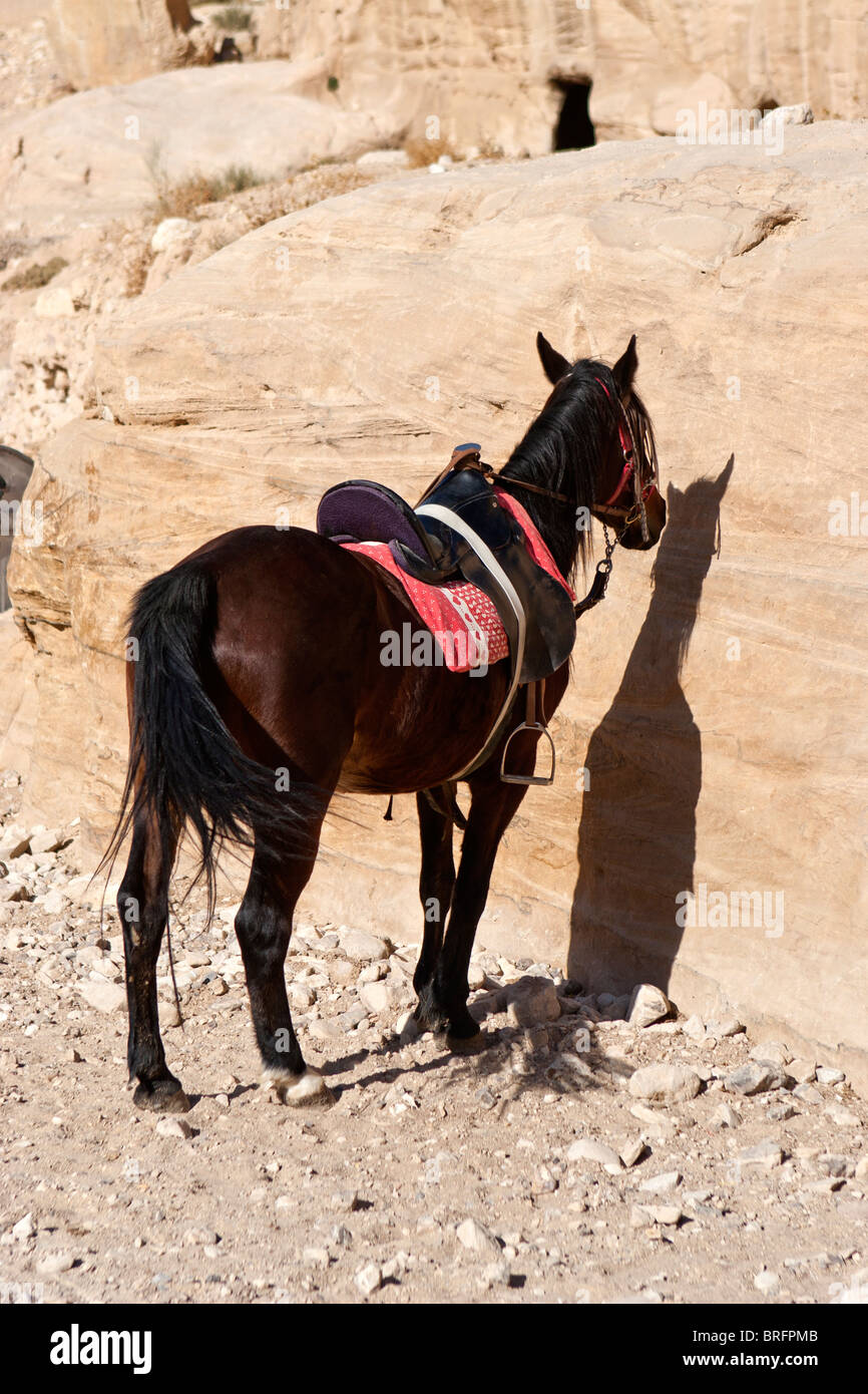 Reverse horse hi-res stock photography and images - Alamy