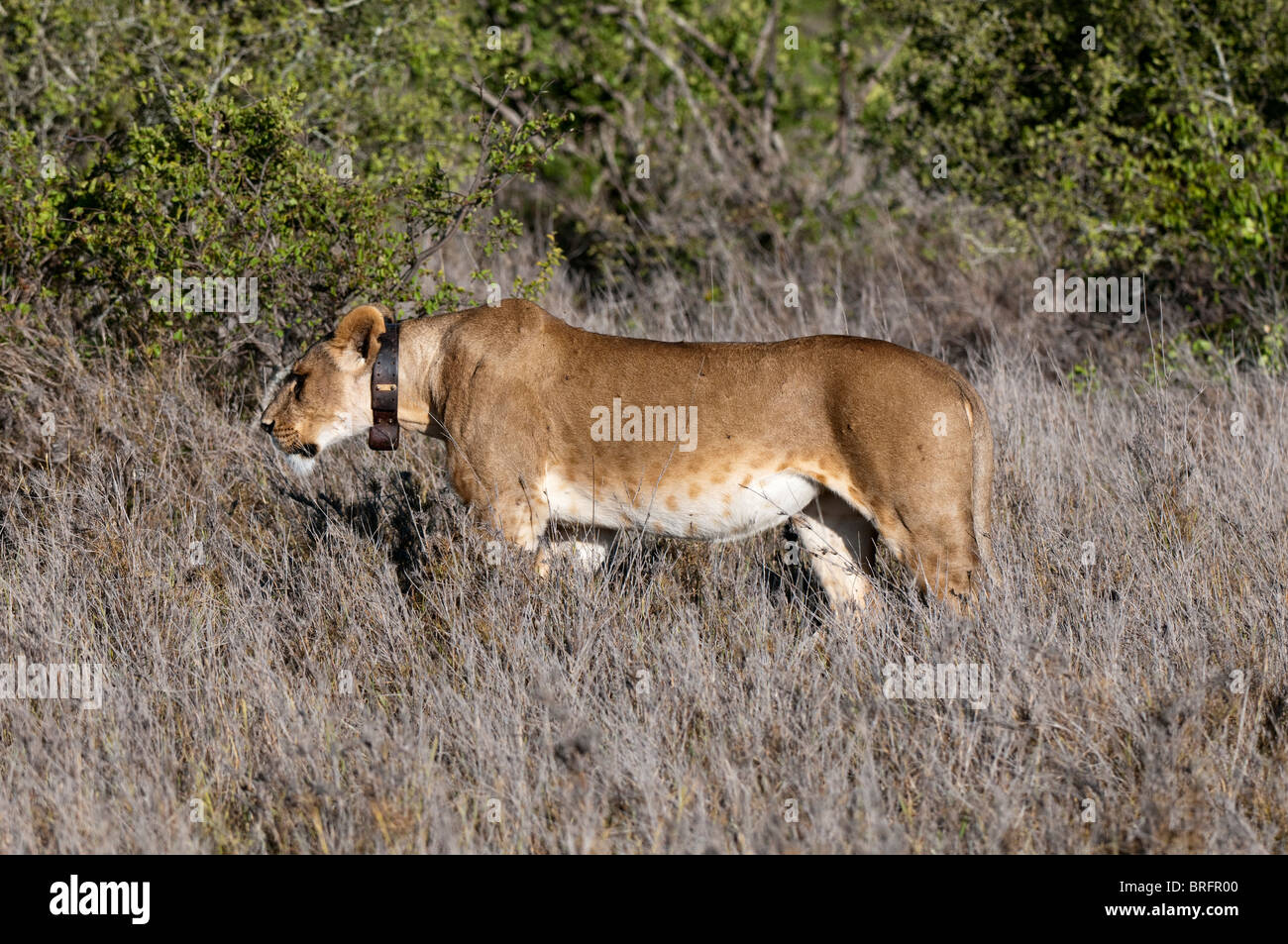 Lioness wearing tracking collar. Living with Lions GPS monitoring ...