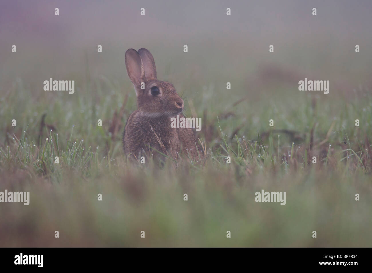 Rabbit. Oryctolagus cuniculus (Lagomorpha) on a Misty Morning Stock ...